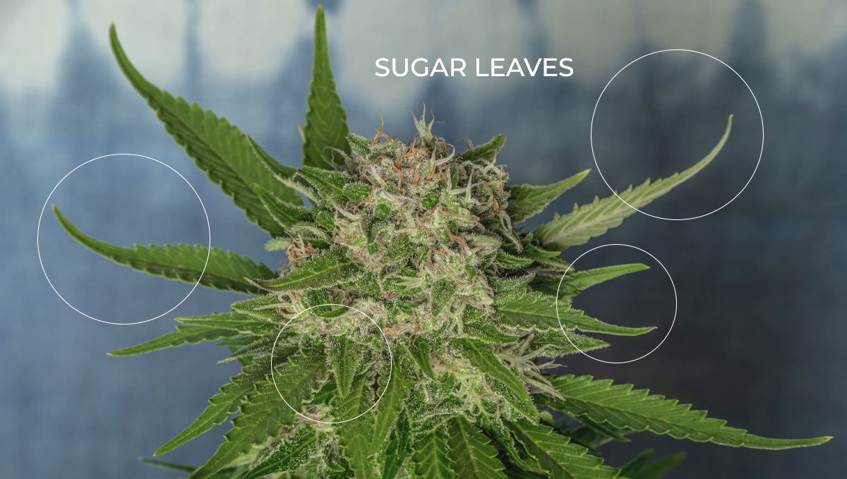 Cannabis Plants Anatomy: From Seeds To Buds | 42 Fast Buds Cannabis Plants Anatomy: From Seeds To Buds | 42 Fast Buds