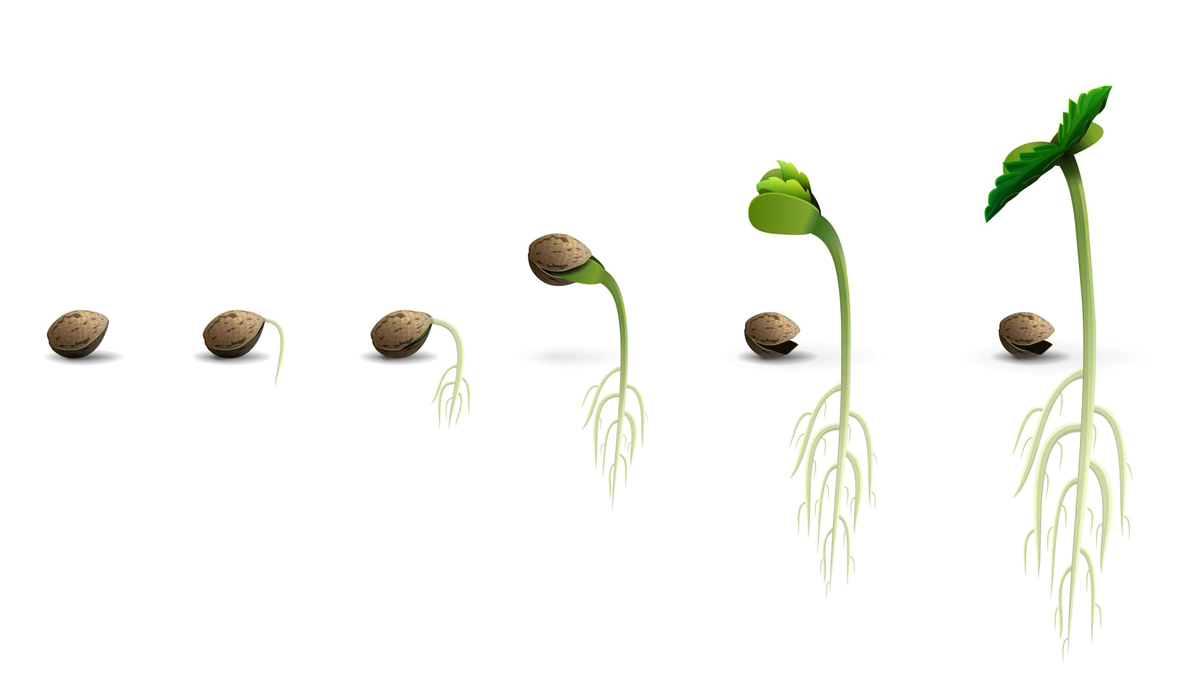 Cannabis Plants Anatomy: From Seeds To Buds | 42 Fast Buds Cannabis Plants Anatomy: From Seeds To Buds | 42 Fast Buds
