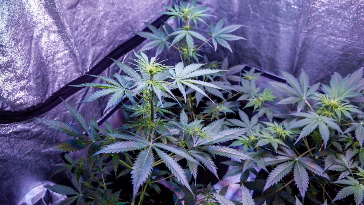 Remo Nutrients Feeding Chart | Usage Guide | 42 Fast Buds Remo Nutrients Feeding Chart | Usage Guide | 42 Fast Buds