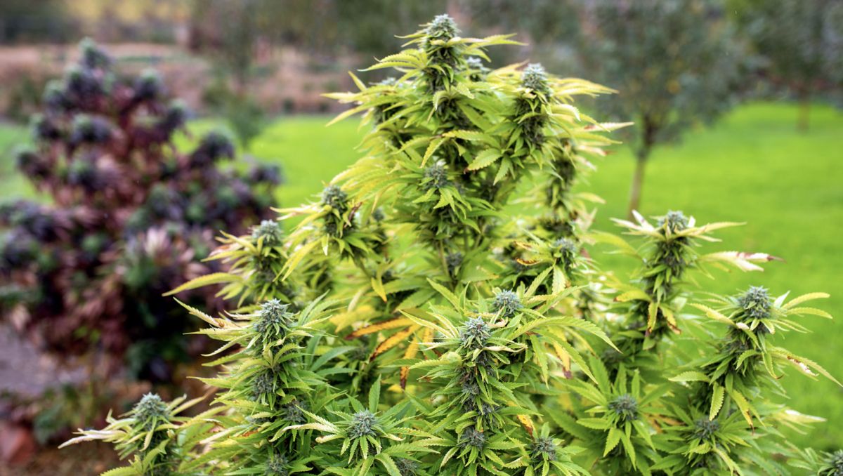 Remo Nutrients Feeding Chart | Usage Guide | 42 Fast Buds Remo Nutrients Feeding Chart | Usage Guide | 42 Fast Buds