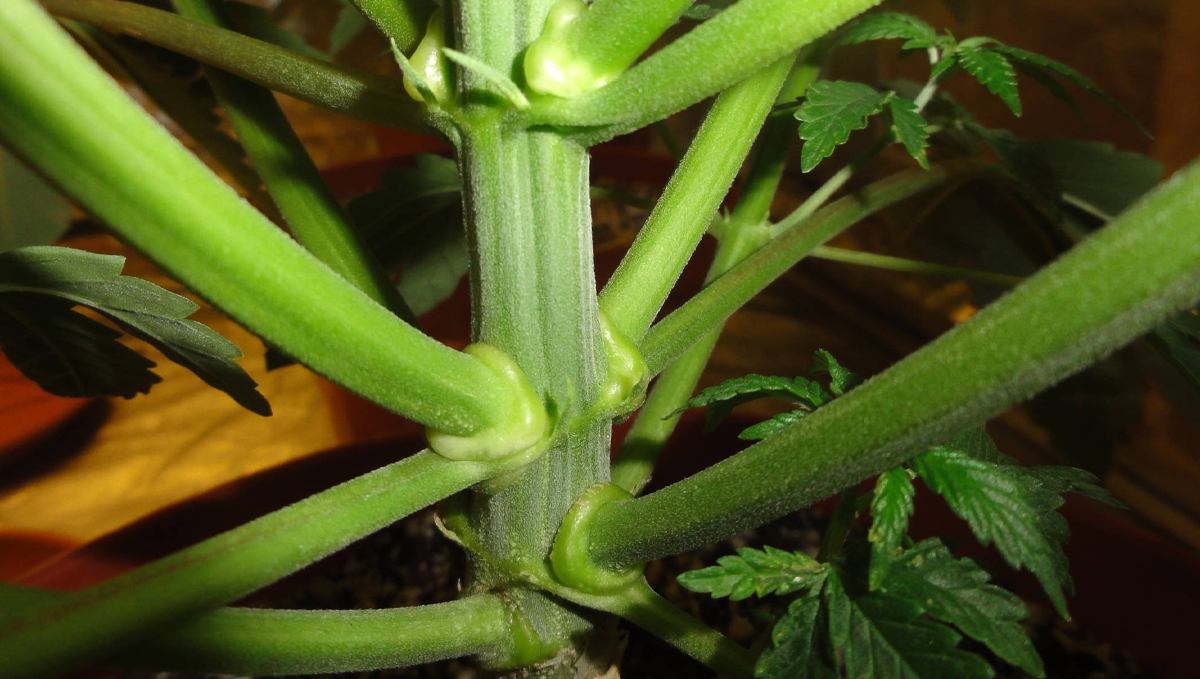 Cannabis Plants Anatomy: From Seeds To Buds | 42 Fast Buds Cannabis Plants Anatomy: From Seeds To Buds | 42 Fast Buds