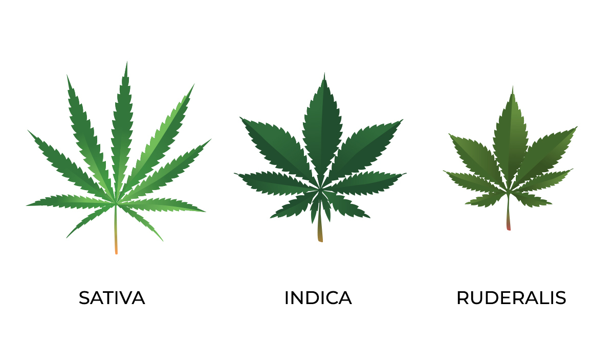 Cannabis Plants Anatomy: From Seeds To Buds | 42 Fast Buds Cannabis Plants Anatomy: From Seeds To Buds | 42 Fast Buds