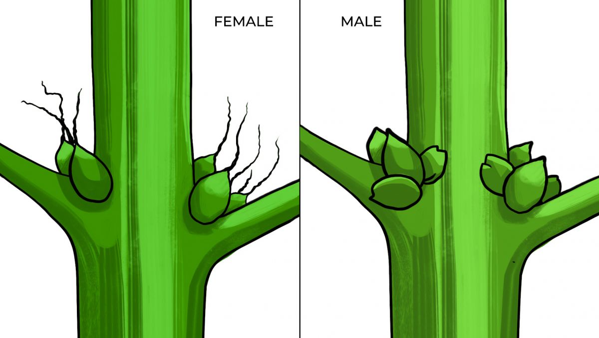 Cannabis Plants Anatomy: From Seeds To Buds | 42 Fast Buds Cannabis Plants Anatomy: From Seeds To Buds | 42 Fast Buds