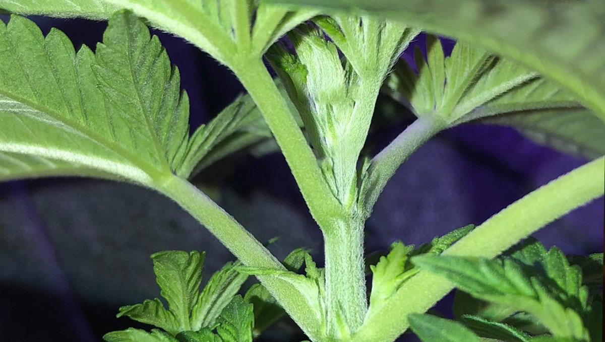 Cannabis Plants Anatomy: From Seeds To Buds | 42 Fast Buds Cannabis Plants Anatomy: From Seeds To Buds | 42 Fast Buds