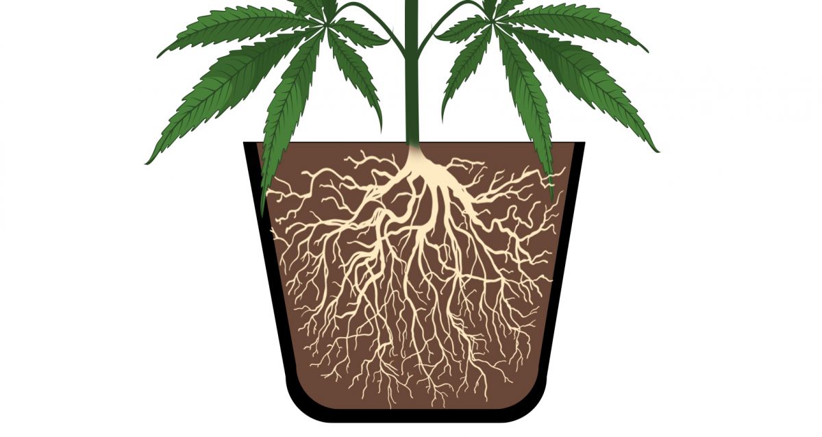 Cannabis Plants Anatomy: From Seeds To Buds | 42 Fast Buds Cannabis Plants Anatomy: From Seeds To Buds | 42 Fast Buds