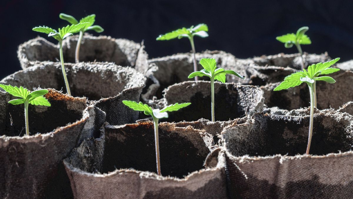 Cannabis Plants Anatomy: From Seeds To Buds | 42 Fast Buds Cannabis Plants Anatomy: From Seeds To Buds | 42 Fast Buds