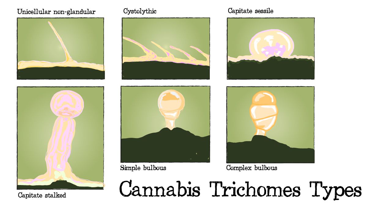 Cannabis Plants Anatomy: From Seeds To Buds | 42 Fast Buds Cannabis Plants Anatomy: From Seeds To Buds | 42 Fast Buds